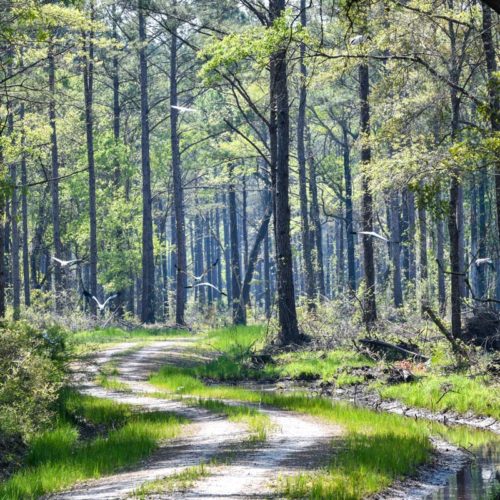 In Celebration of the ACE Basin in South Carolina | Holcombe, Fair & Lane