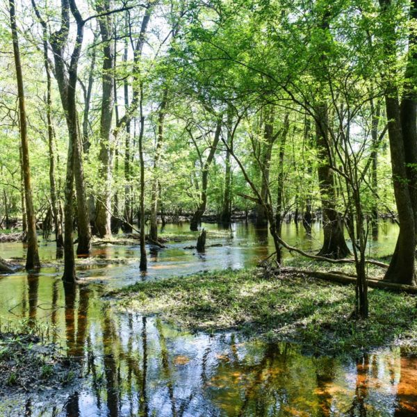 In Celebration of the ACE Basin in South Carolina | Holcombe, Fair & Lane
